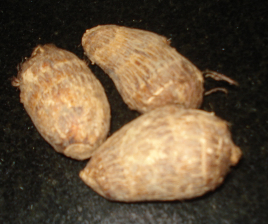 arbi vegetable in malayalam