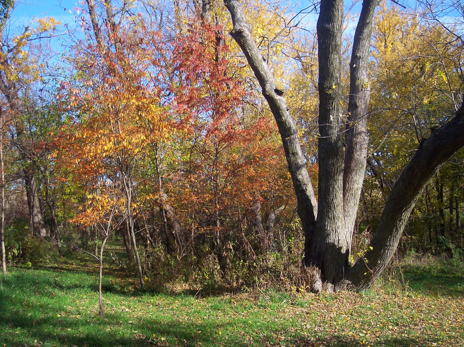 Pine View Angus Farms