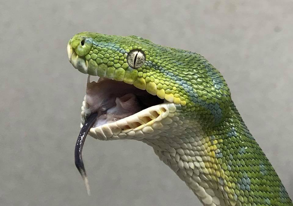 Arjunpuri in Qatar: A snake named Toothless got braces to fix her overbite