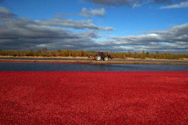 Le blogue des "Bleuets du Lac Saint-Jean": La canneberge ....... la ...