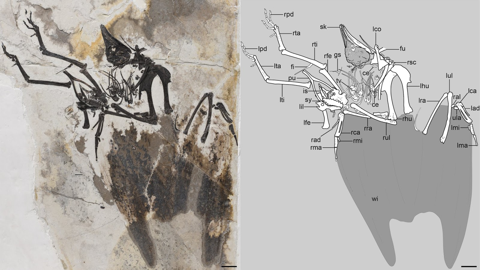 Raptormaniacs: New (Extinct) Maniraptors of 2019