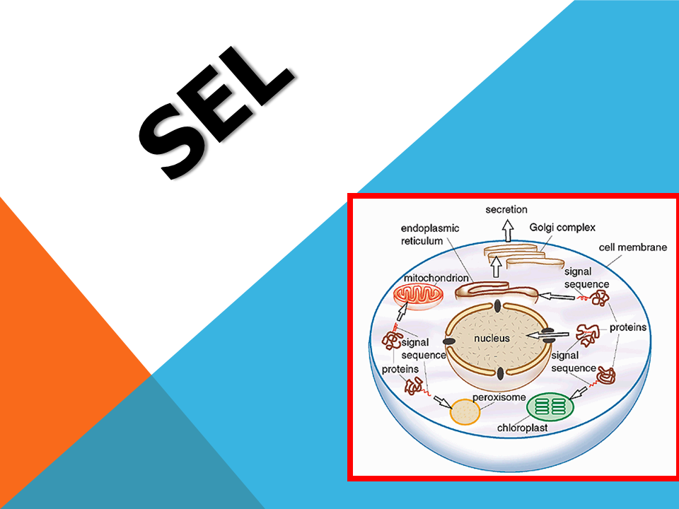 Slide Powerpoint "Sel"