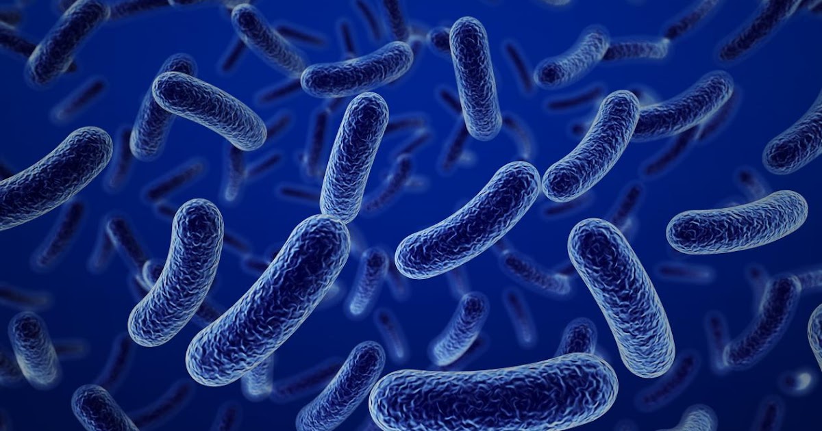 IDEONELLA SAKAIENSIS UNA NUEVA ALTERNATIVA: ¿Que es la IDEONELLA ...