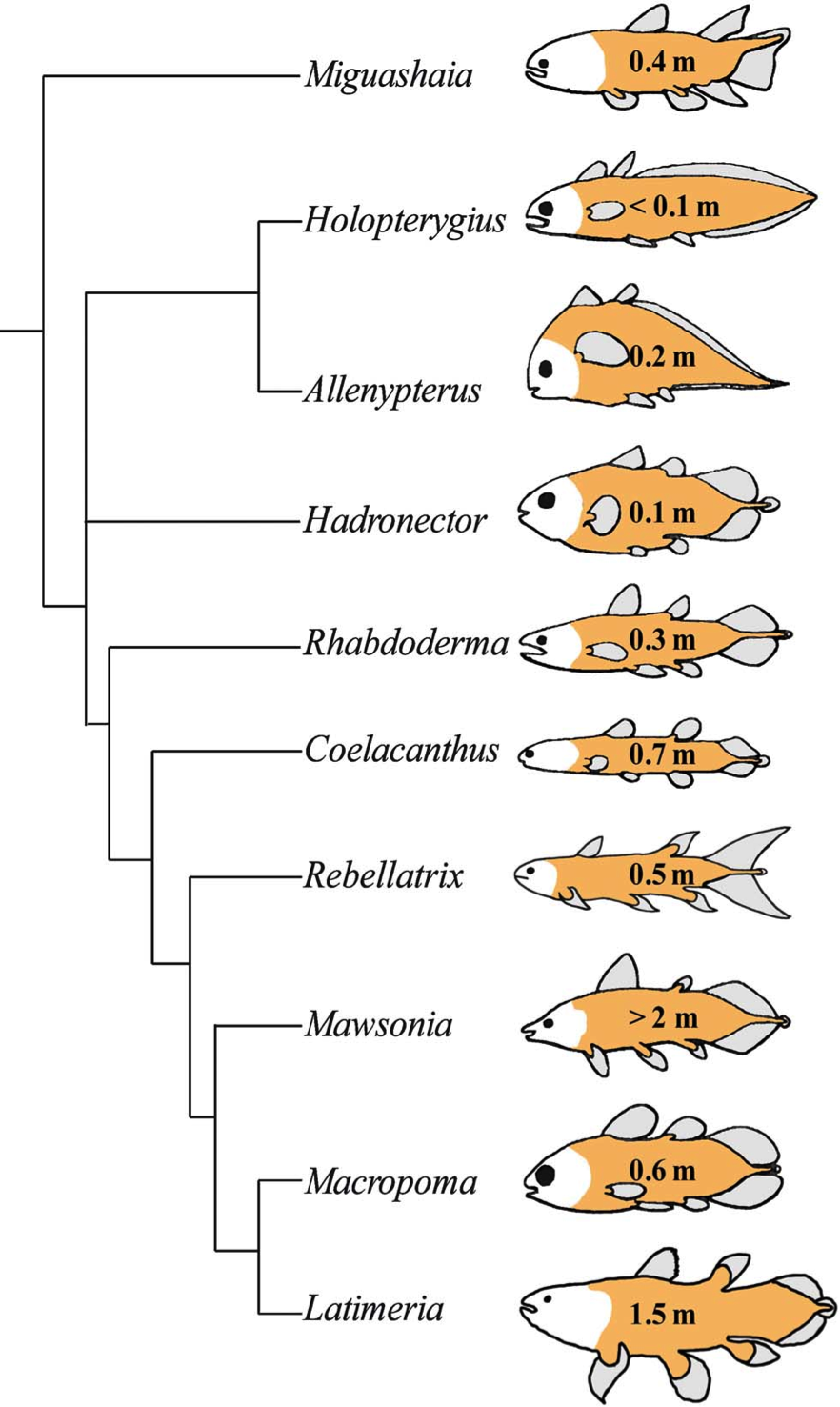 Evolutionary Creationism: A Christadelphian Perspective: Coelacanths ...