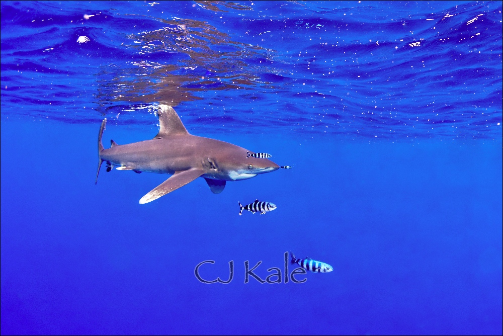 Lava Light Galleries Blog: Playing with sharks