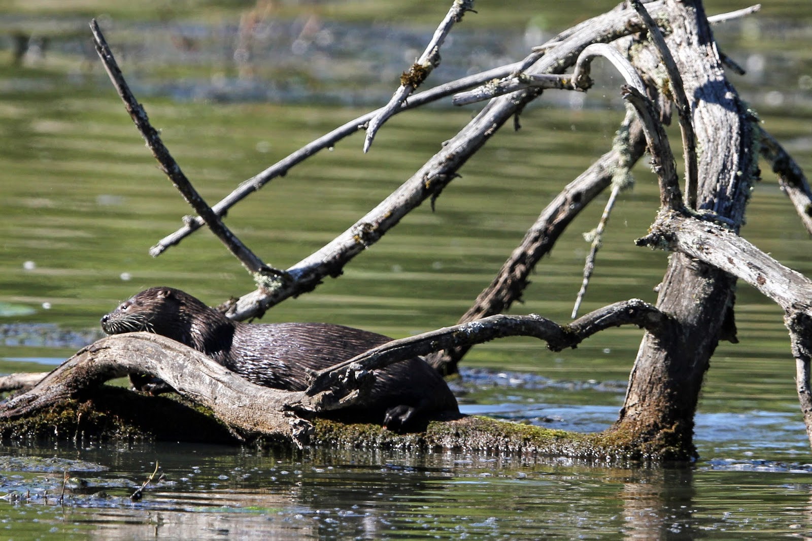 The Green Knee Club: Bad weekend to be a frog!