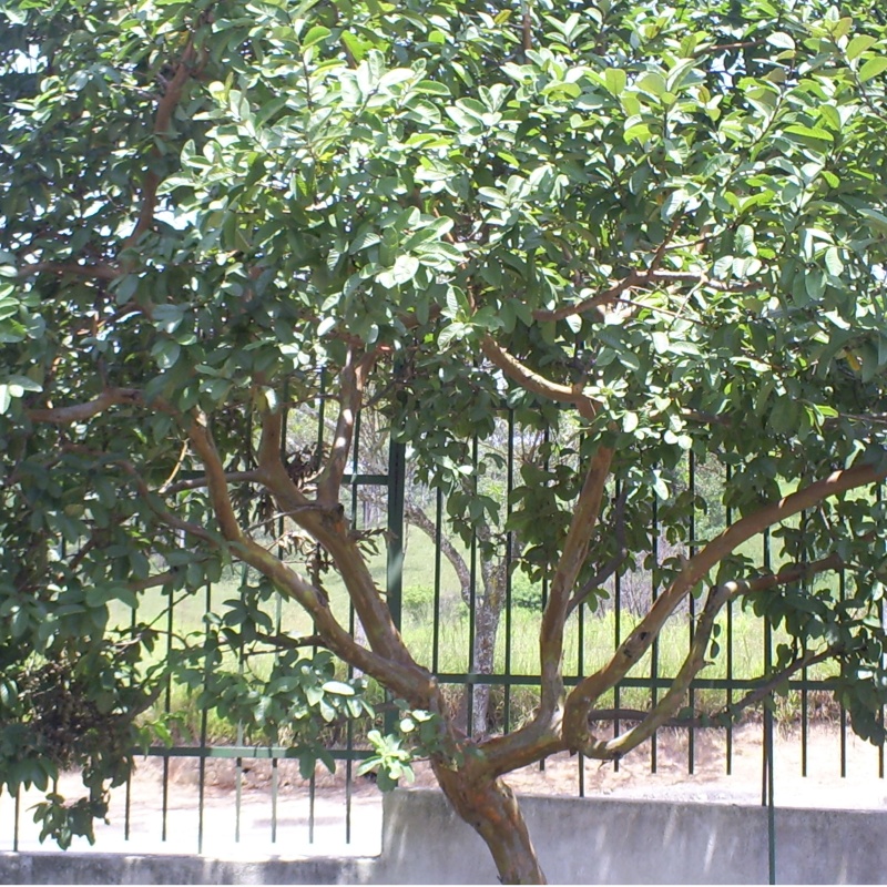 As Árvores do Brasil: Goiabeira-Psidium guajava