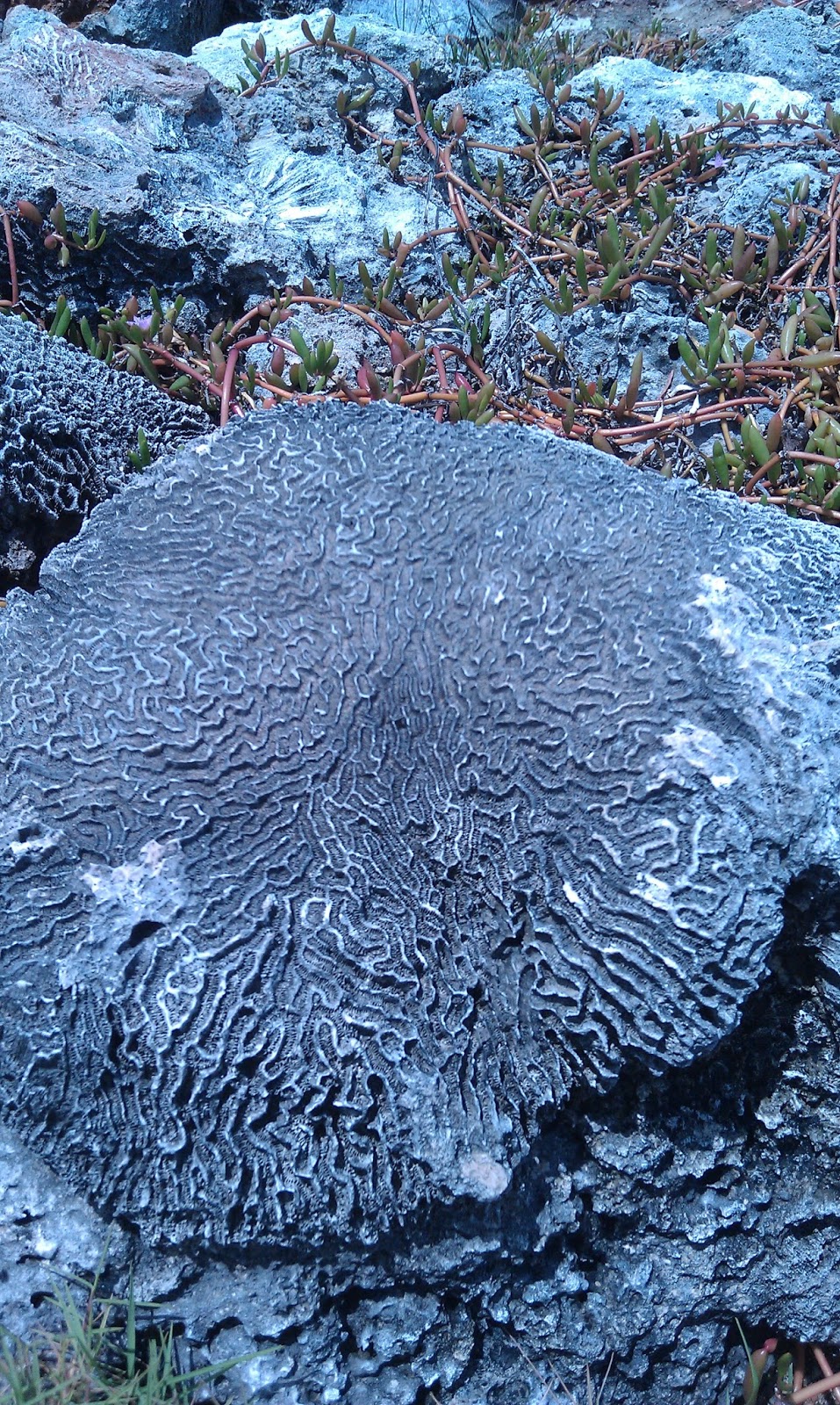 BOX-ENGINEERING: ROCA CALCÁREA, MARAVILLAS DE DIOS