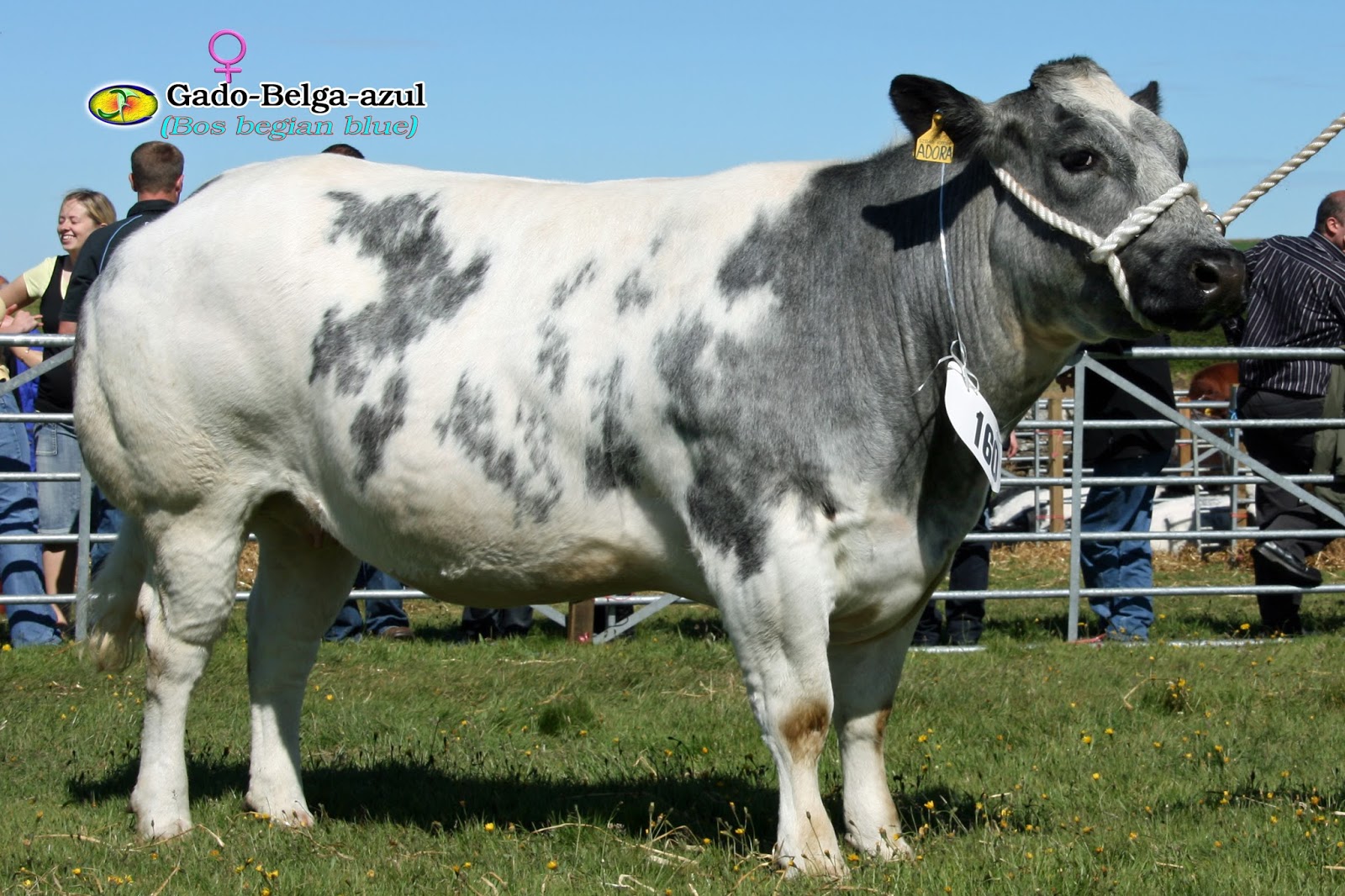 Zoologia: Gado-belga-azul (Bos belgian blue)