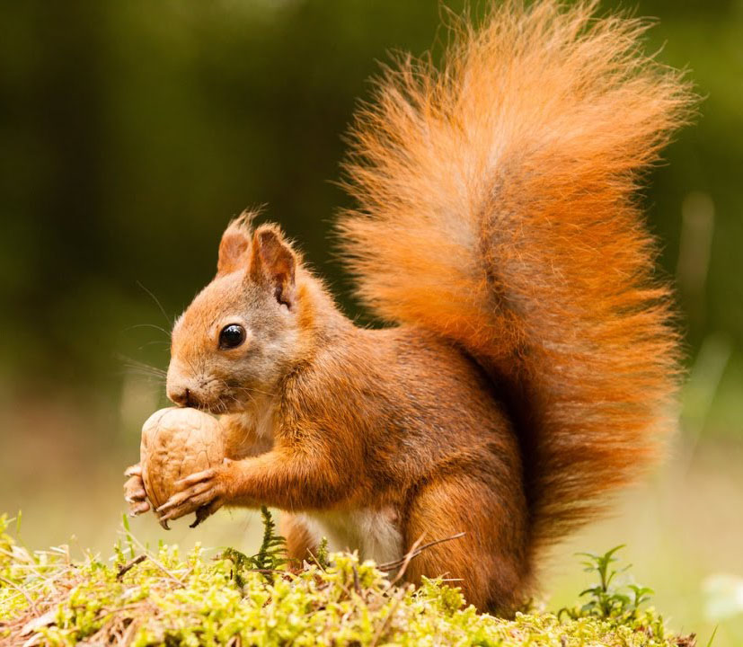 Forêt Cristalline: Joli écureuil
