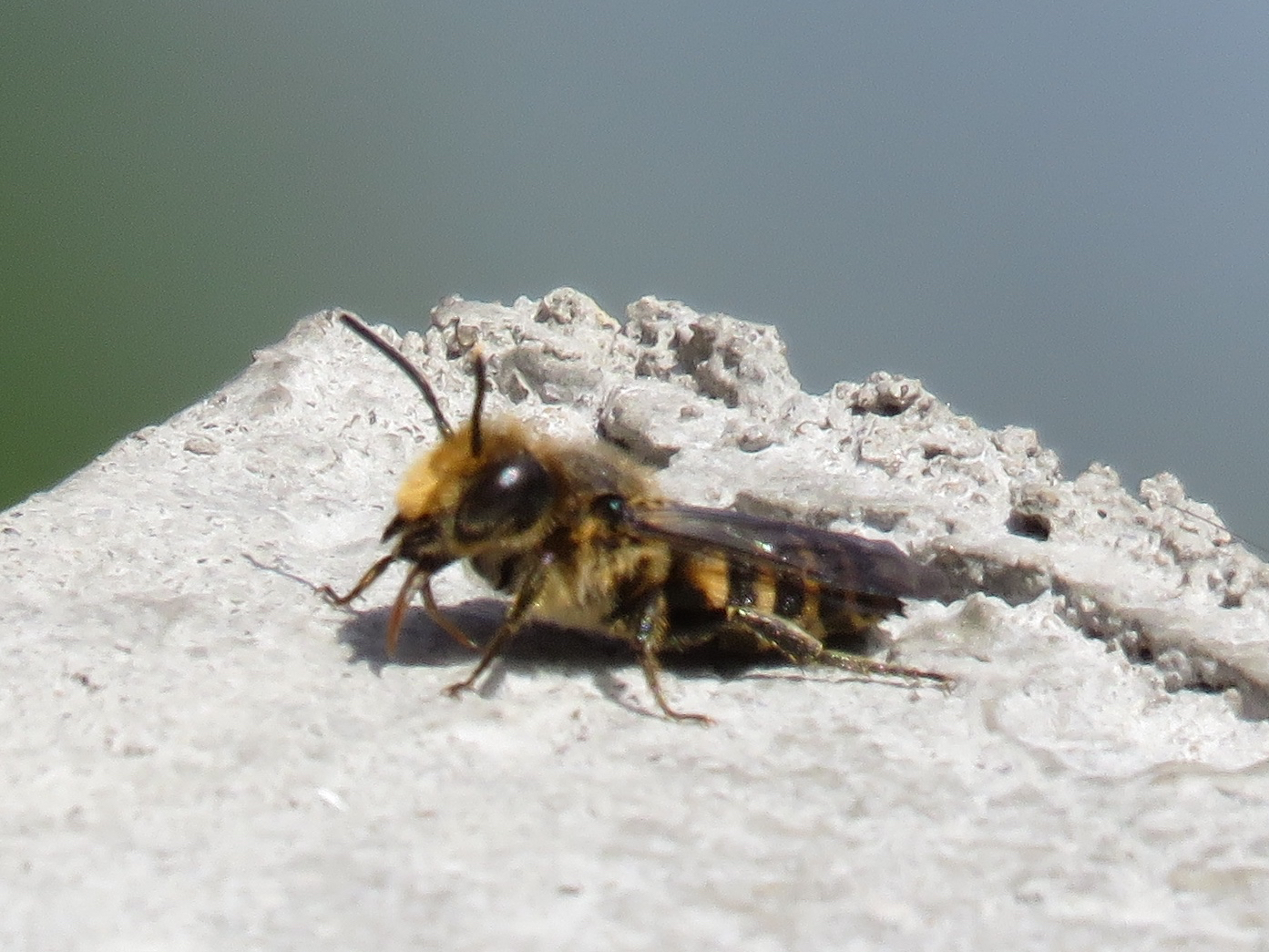 BugBlog: Sharp-tail bees