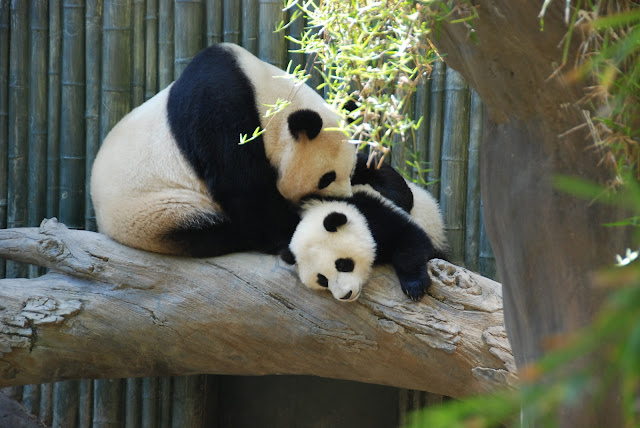 PÉRIPLO: SAN DIEGO ZOO´S WILD ANIMAL PARK II