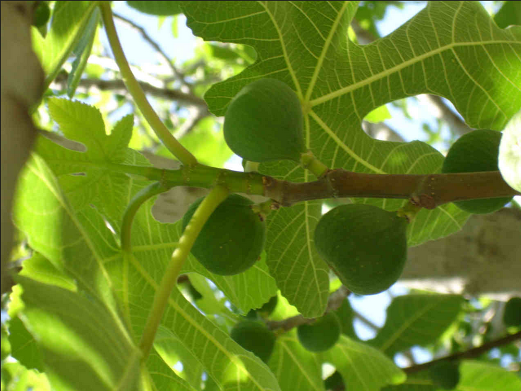 Parables of the Savior: The Budding Fig Tree