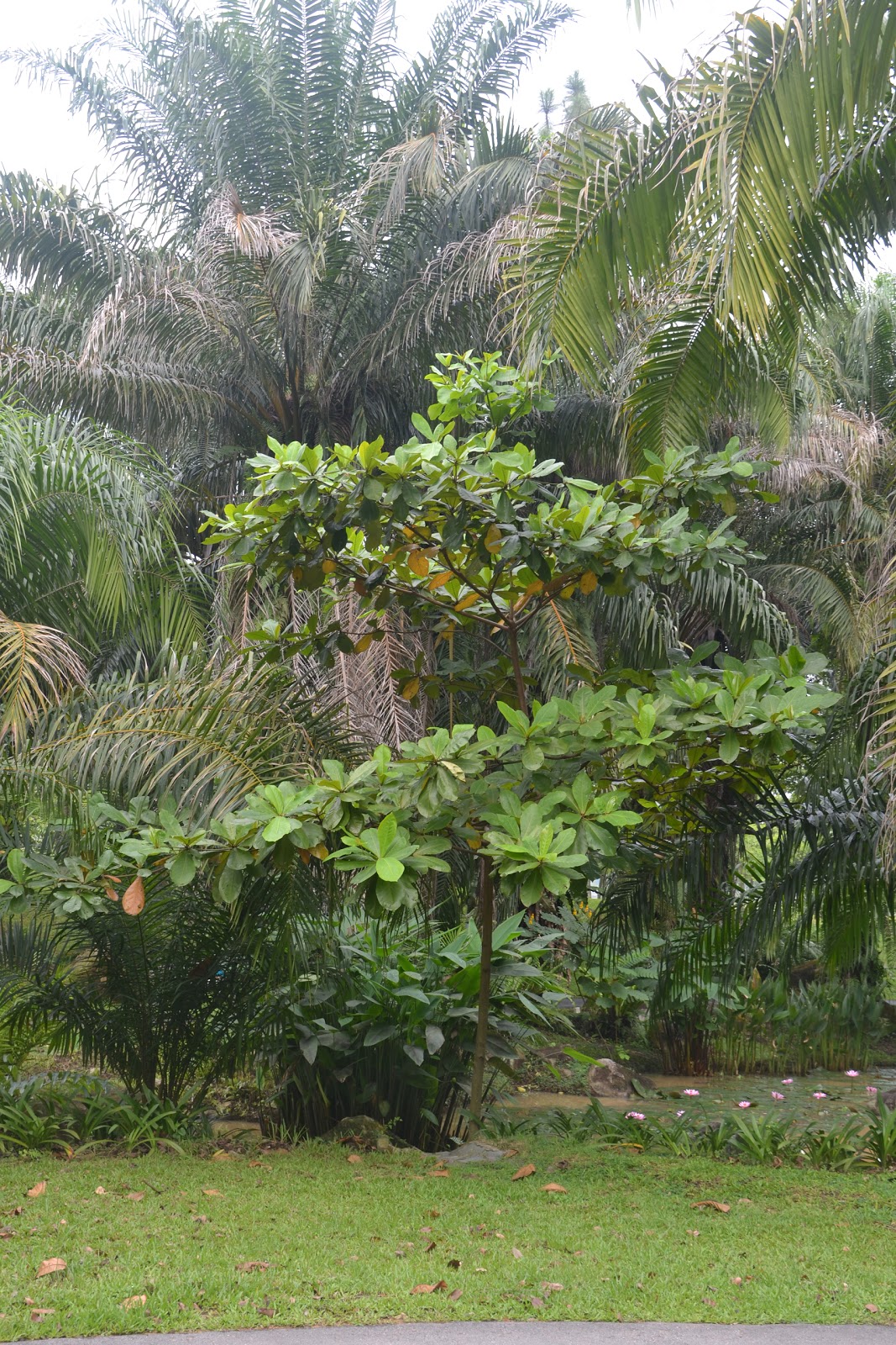 Riverine Parks: Terminalia catappa