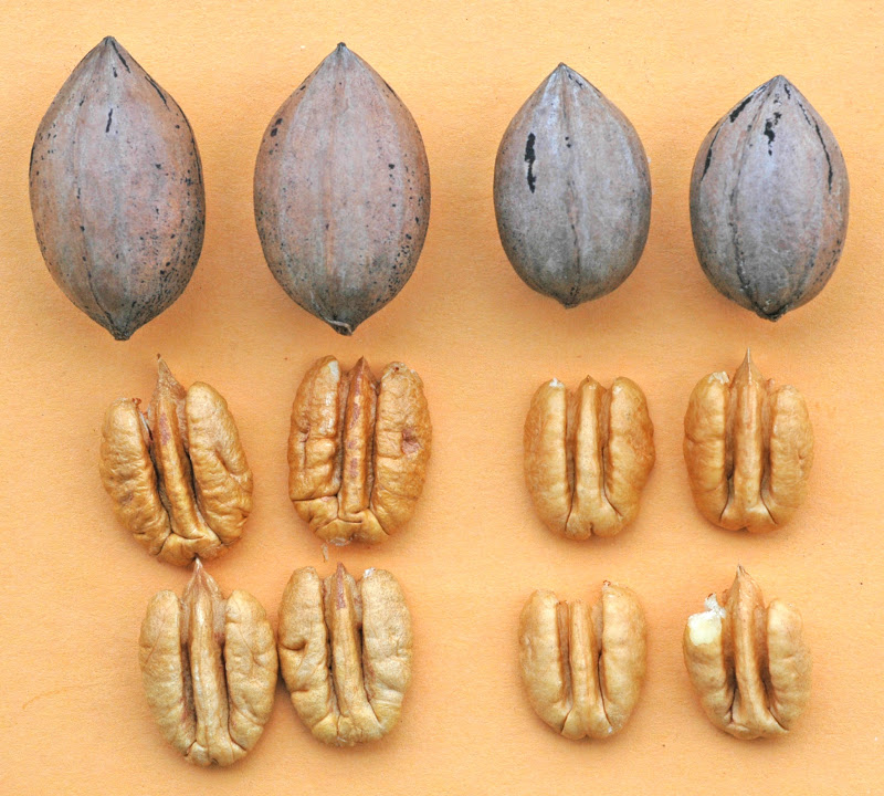 Northern Pecans: Kanza - Quality kernels at any size