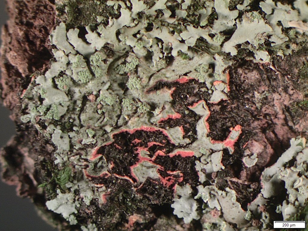 Collection: Nonvascular Plants : Specimen #12 Lichen