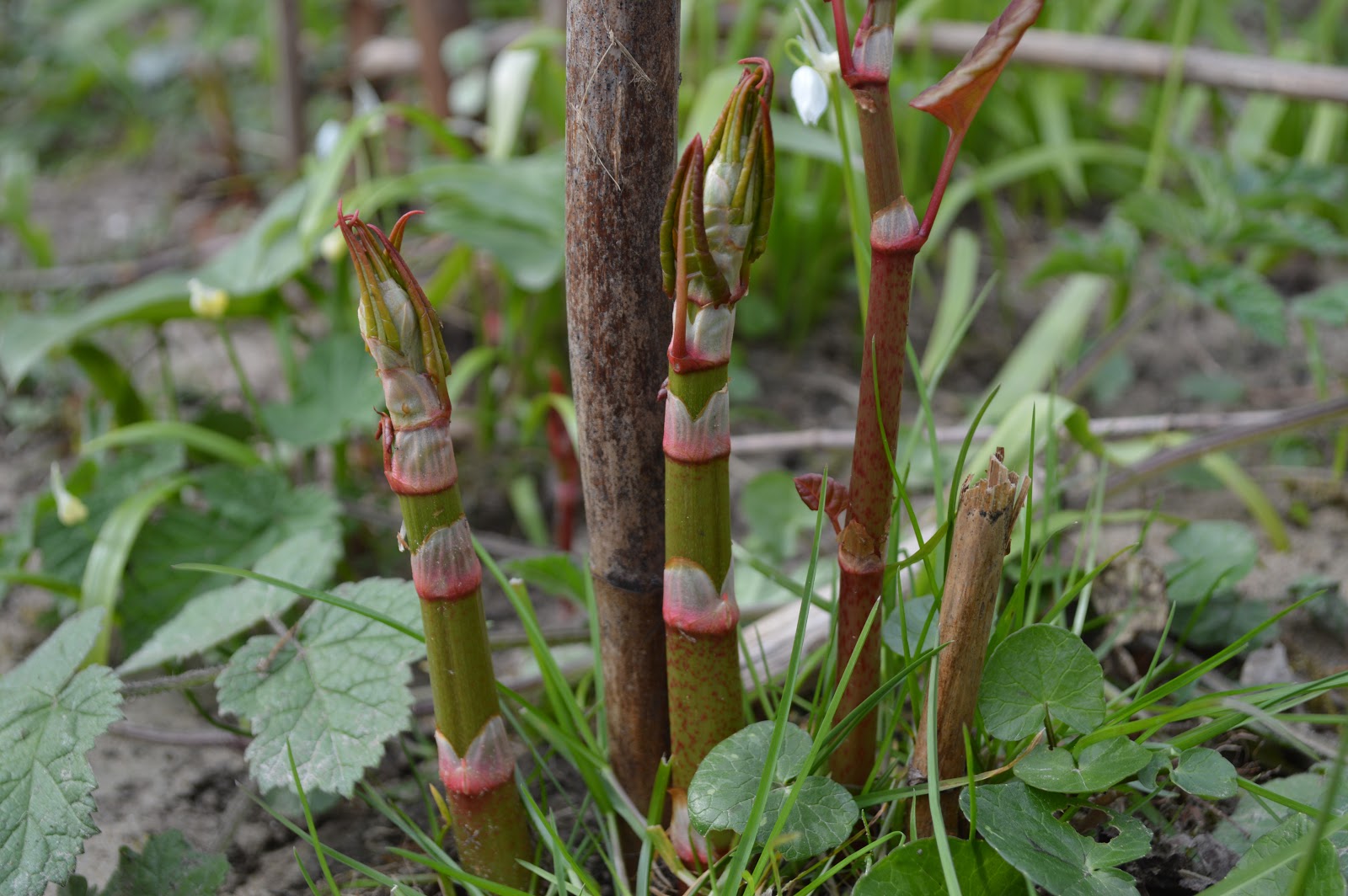 Japanese Knotweed: The Terribly Terrific Tasty Terrestrial Triffid