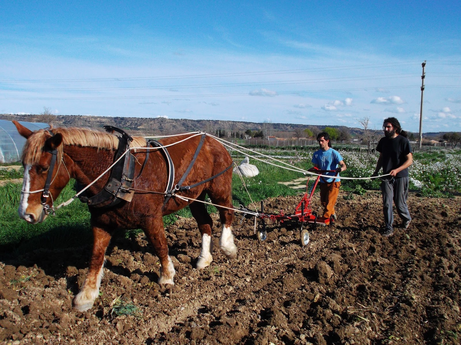 ABRIOS Tracción Animal: CURSO TRACCIÓN ANIMAL