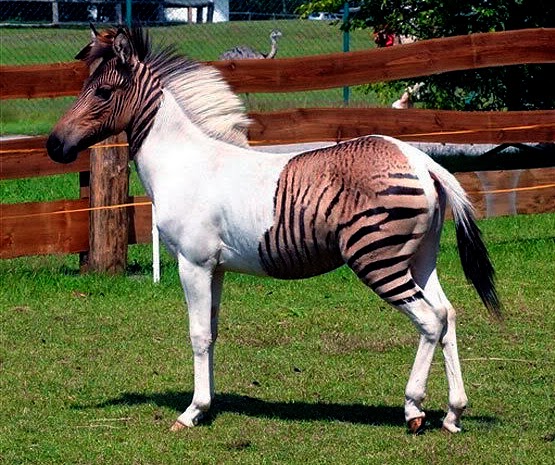 Funny Cute And Zorse | Interesting Funny Pictures | Funny And Cute Animals