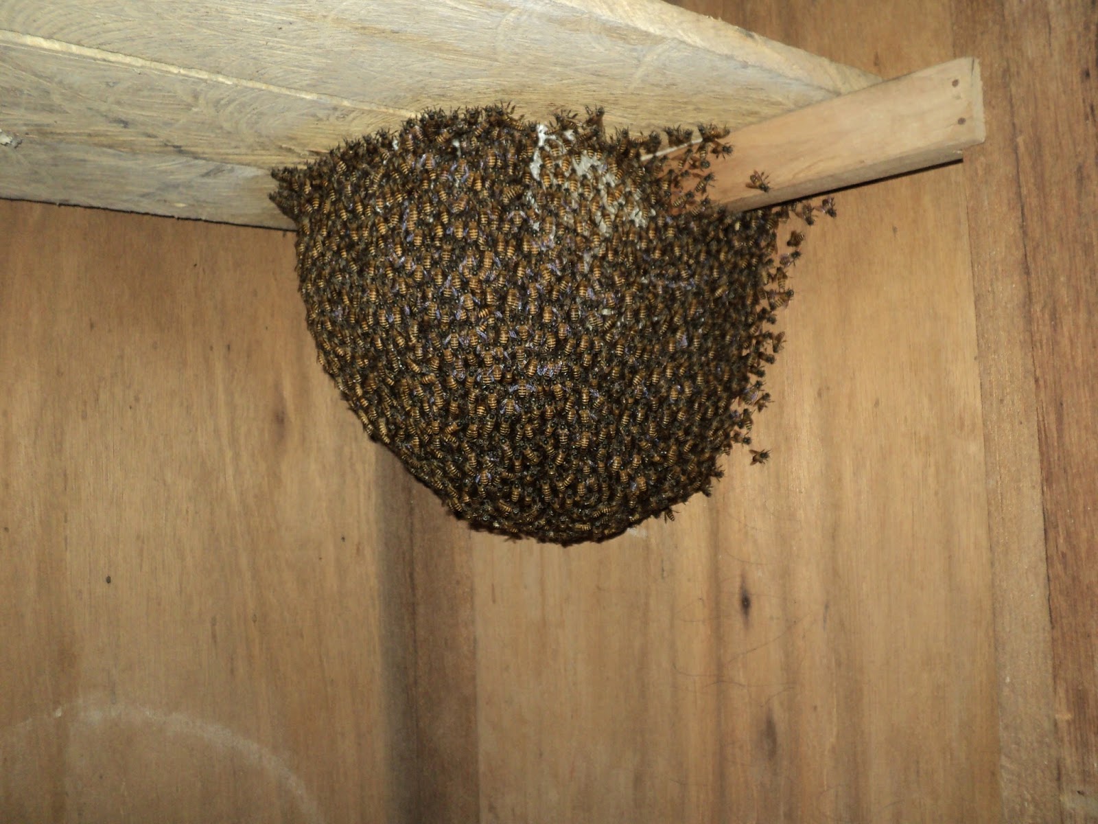LEBAH MADU ACEH: Teknik pemindahan koloni lebah madu apis cerana