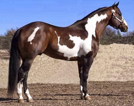 Los Caballos: Pelajes: Overo