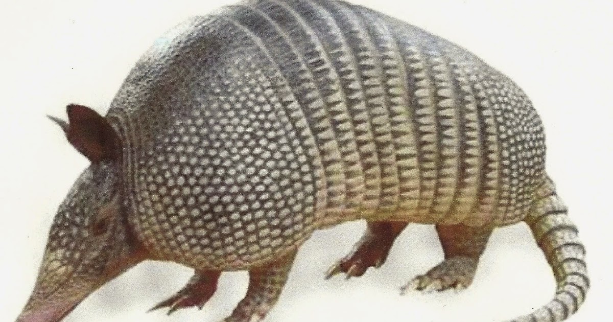 Unraveling Threads: Armor-dillo?