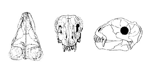 Escenarios prehistóricos: Deuterosaurus