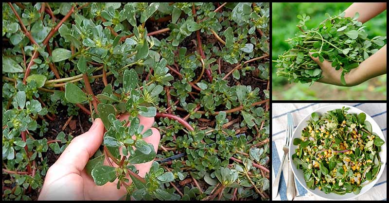 Why Purslane (Gulasiman) Should Be Added Into Our Diet? | Dr Farrah MD