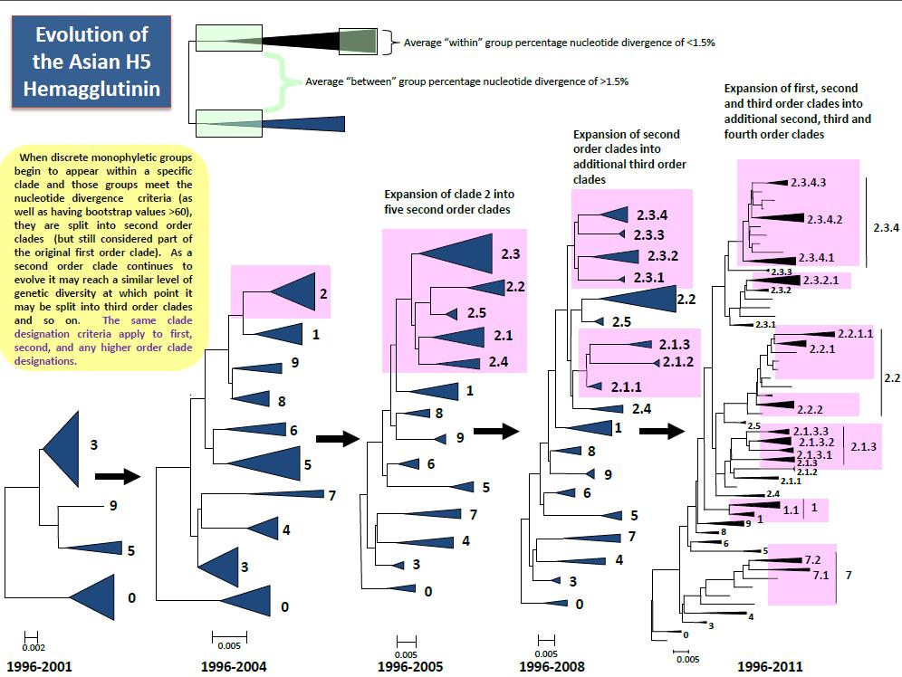 Avian Flu Diary: Fatal H5N1 Infection In Tigers By Different ...
