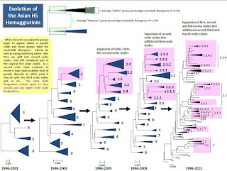 Avian Flu Diary: Fatal H5N1 Infection In Tigers By Different ...