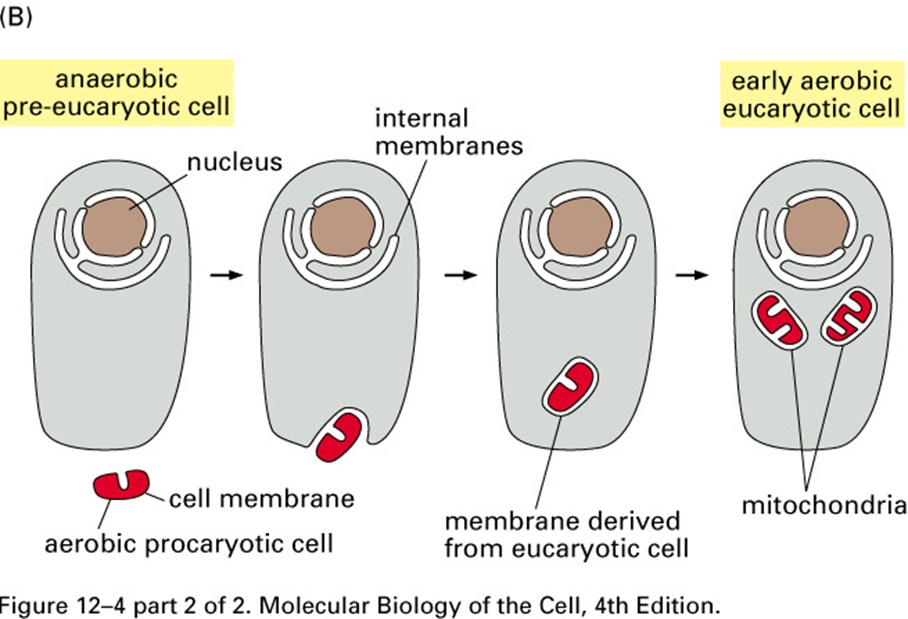 Procesos Celulares Fundamentales: Origen Simbionte