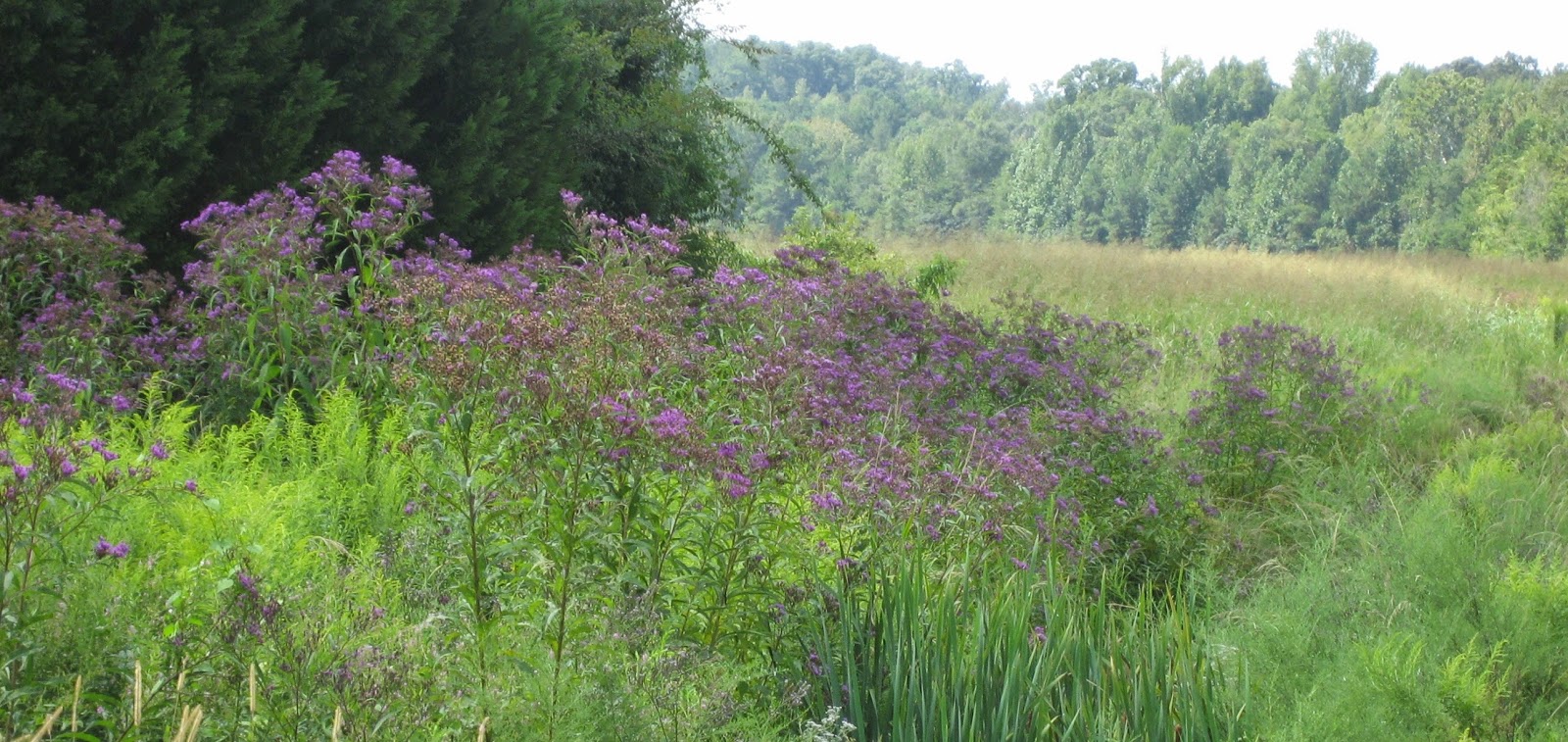 Discovering His Creation: Giant Ironweed-Tall Ironweed (Vernonia ...