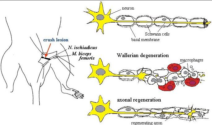 Nerve regeneration Of Neuron |Genetic Engineering Info