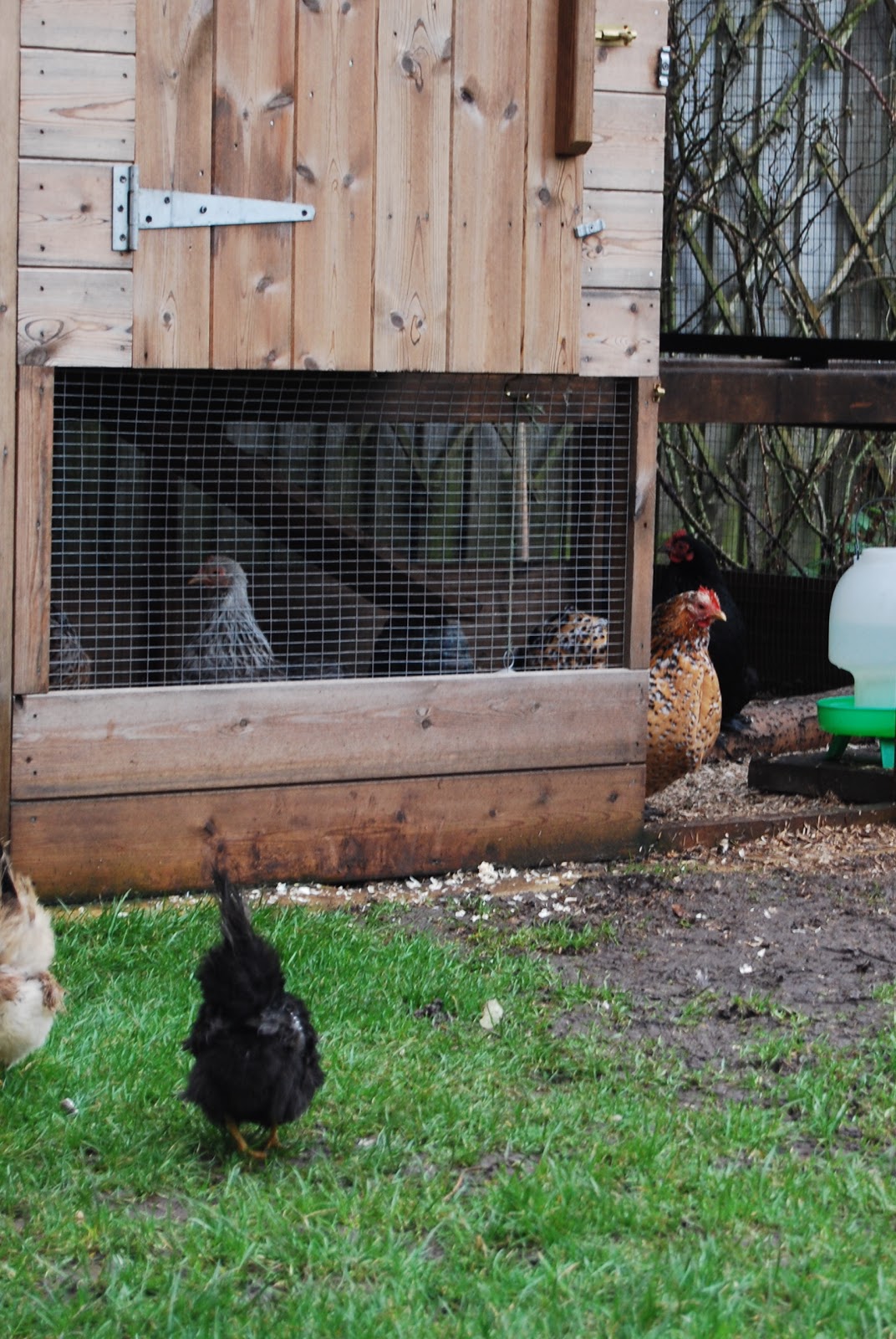 The Chicken Chronicles: Micro Chickens, Meet The Flock