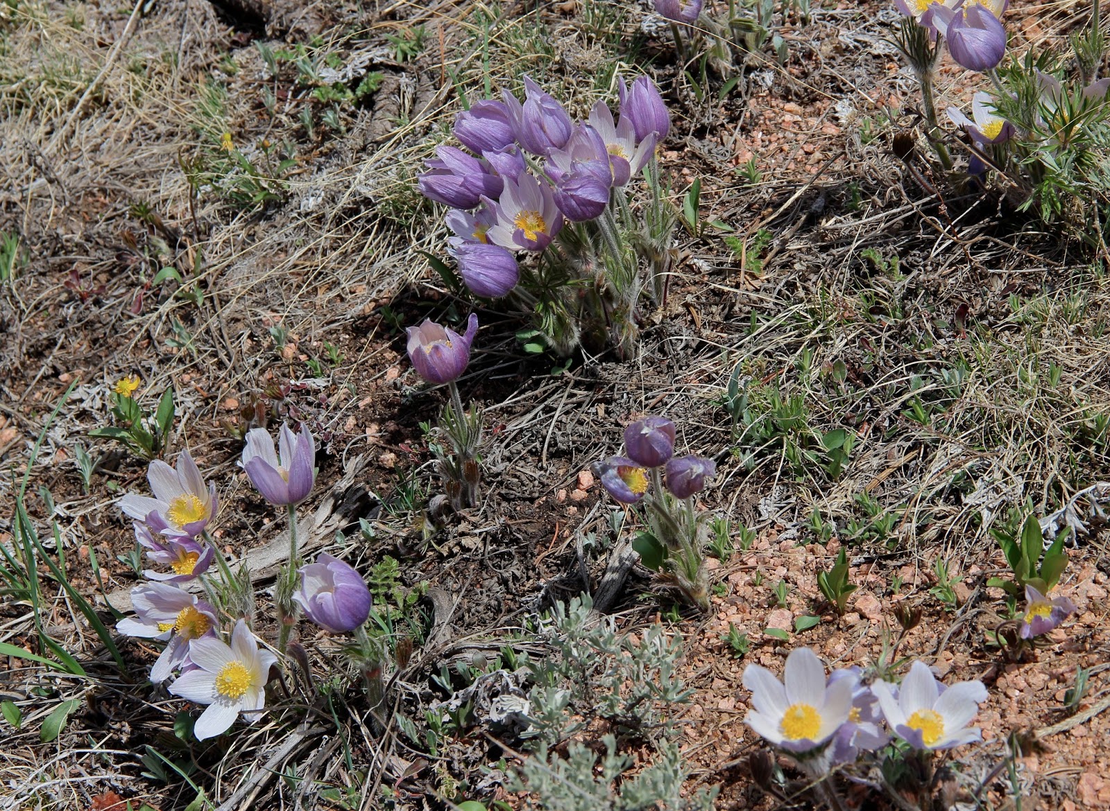 Pasque Flower In Snow