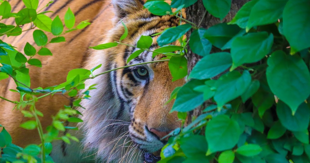 Tyavarekoppa Lion and Tiger Reserve Shimoga Photostockz