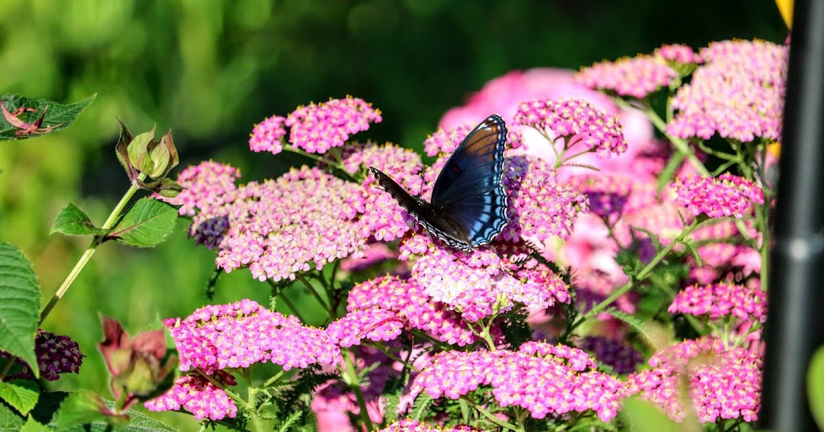 Red-spotted purple (limenitis arthemis astyanax) - Butterfly 2