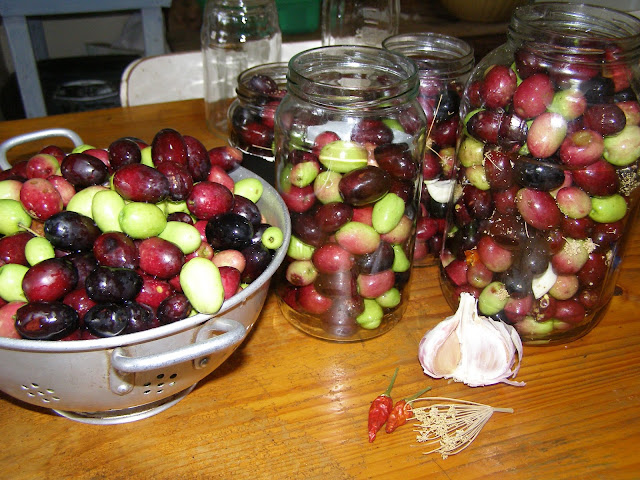 Jembella Farm: Olives