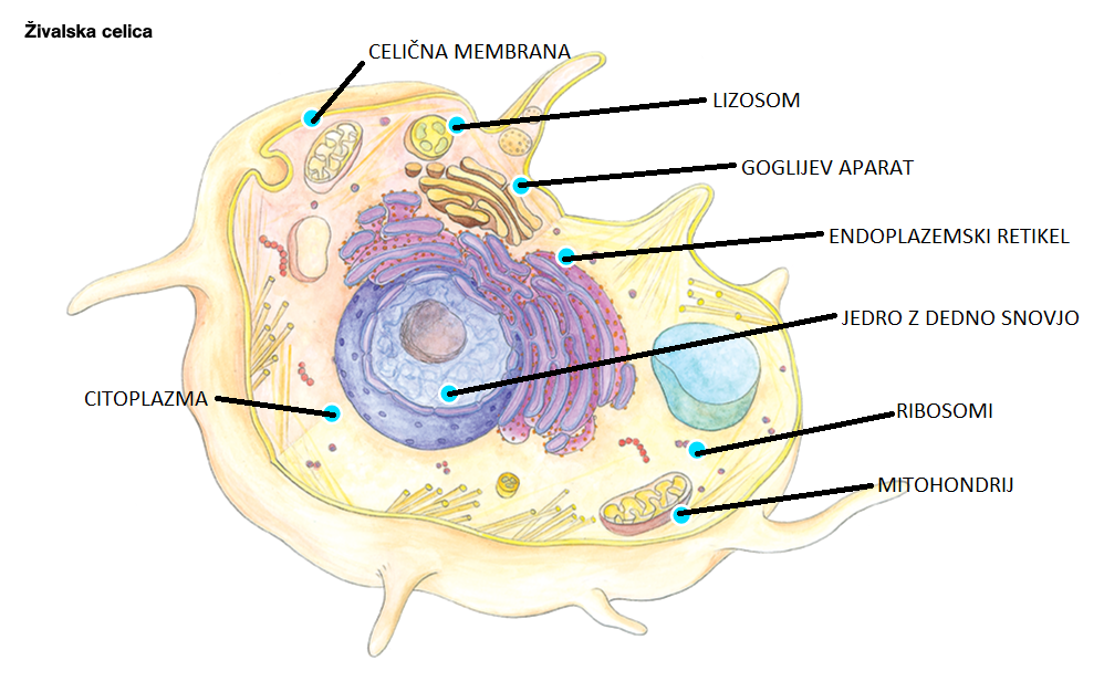celica: Zgradba celice