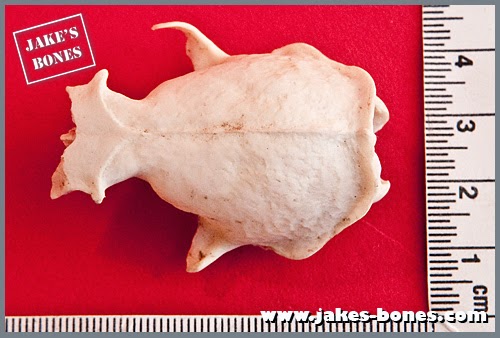 How I identified a mystery bone : Jake's Bones