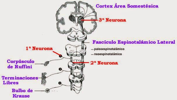 MORFOFISIOLOGIA I: NEUROANATOMIA