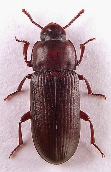 Semut Jepang - Science For Everyone