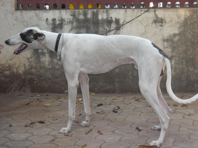 Dog Breeds In The World