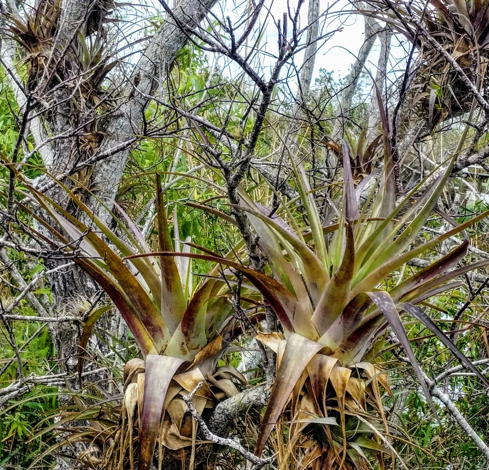 Another Mile Another Destination Blog: Everglades National Park ...