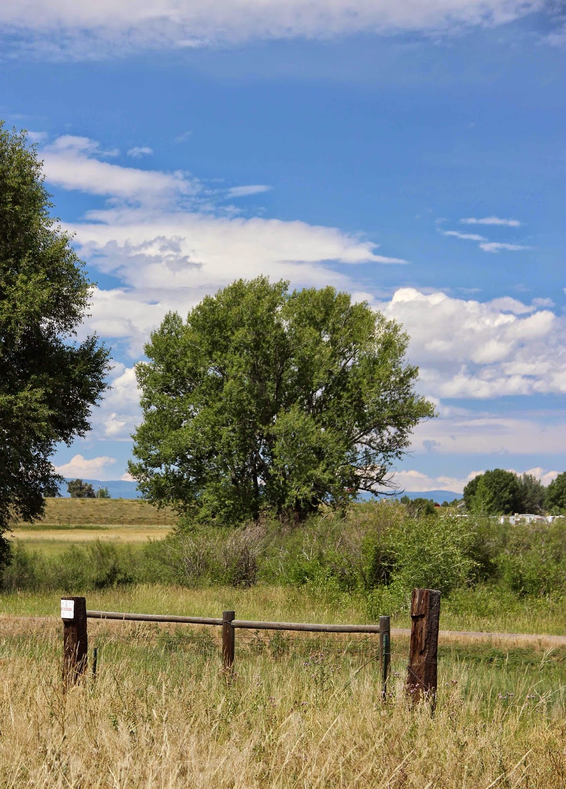 In the Company of Plants and Rocks: Tree-following: Mid-summer Miscellany