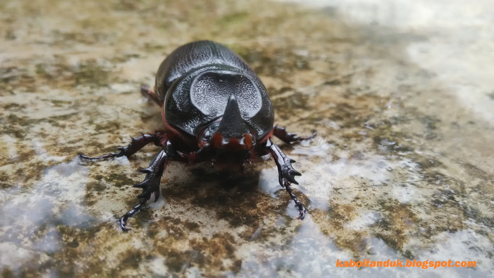 Kaboi Tanduk: Wordless Wednesday: The Lost World of Kaboi Tanduk