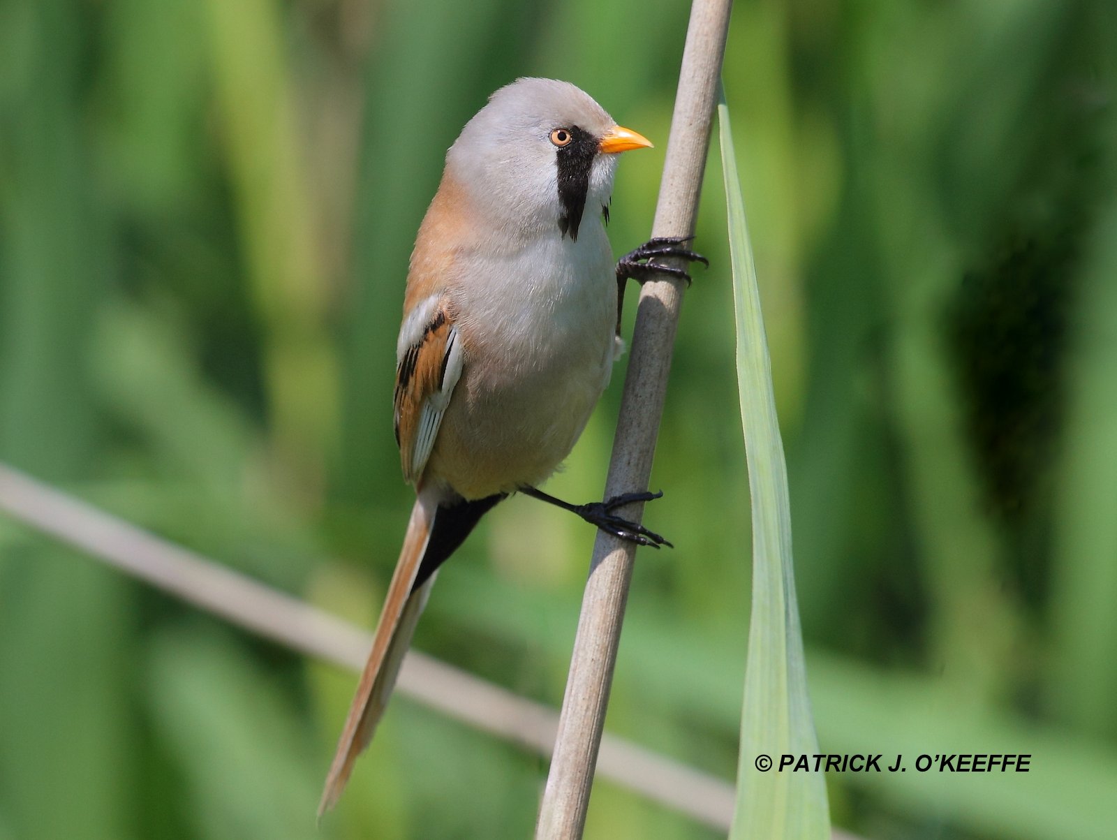 Raw Birds: BEARDED REEDLING (Male) Panurus biarmicus Durankulak Lake ...