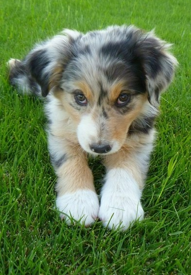 Australian Shepherd Puppy | Pinterest Popular Pins