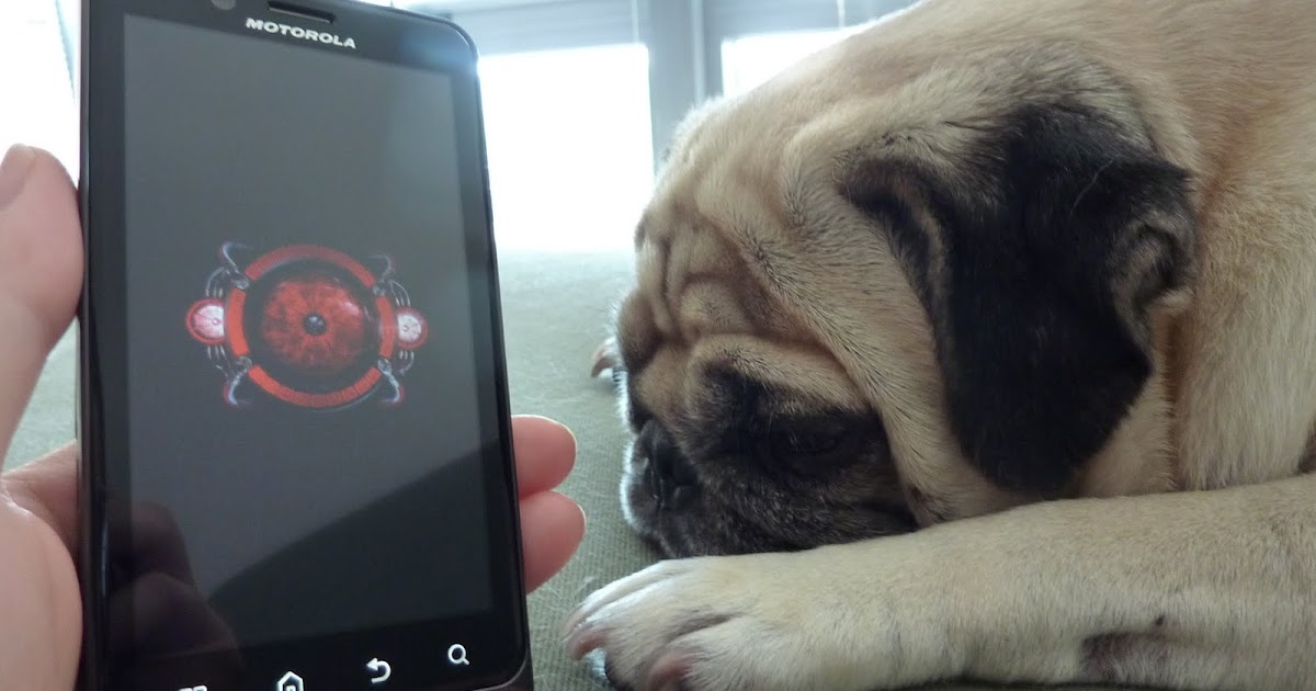 Lil Smug Pug: New phone - Droid Bionic! (and pug pics of course)