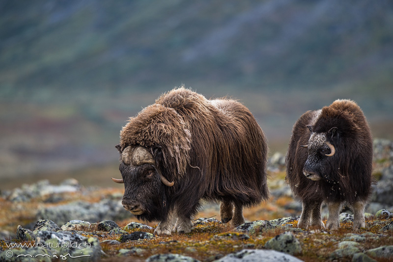 Blog von www.naturbild.ch: Moschusochsen im Dovrefjell Nationalpark